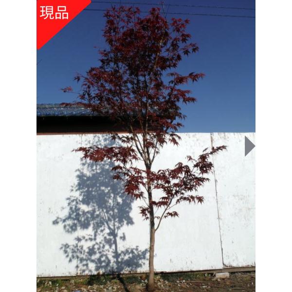 ◆送料無料（北海道・沖縄・離島地域にはお届けを行っておりません）<BR>◆現品発送（写真の商品を発送致します）<BR>◆商品ページ1枚目写真はサンプル画像です<BR>シンボルツリー 庭木 ノムラモミジ 野...