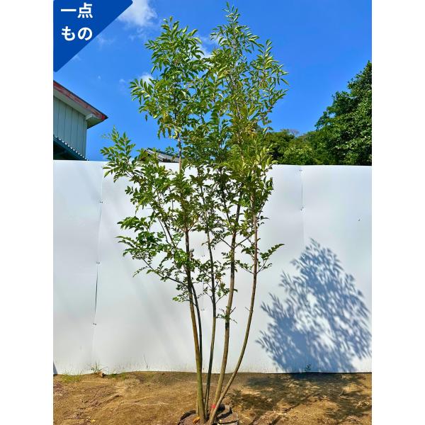 ◆送料無料（北海道・沖縄・離島地域にはお届けを行っておりません）◆現品発送（写真の商品を発送致します）シンボルツリー 庭木 シマトネリコ 常緑樹 目隠し 新築祝い お祝い 父の日 母の日