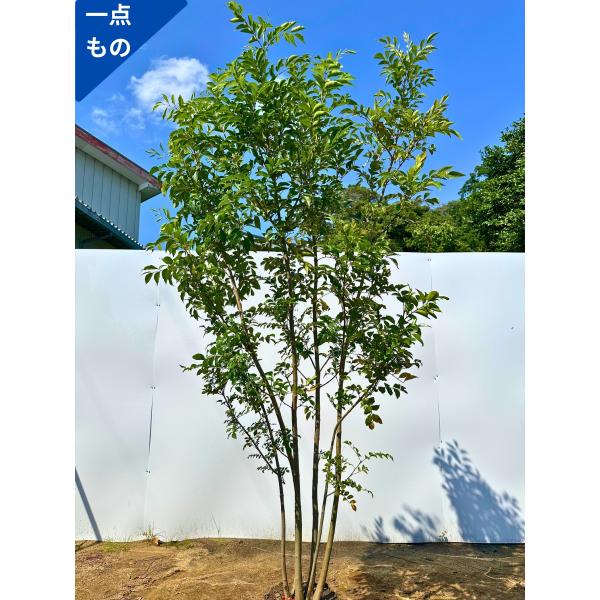 ◆送料無料（北海道・沖縄・離島地域にはお届けを行っておりません）◆現品発送（写真の商品を発送致します）シンボルツリー 庭木 シマトネリコ 常緑樹 目隠し 新築祝い お祝い 父の日 母の日