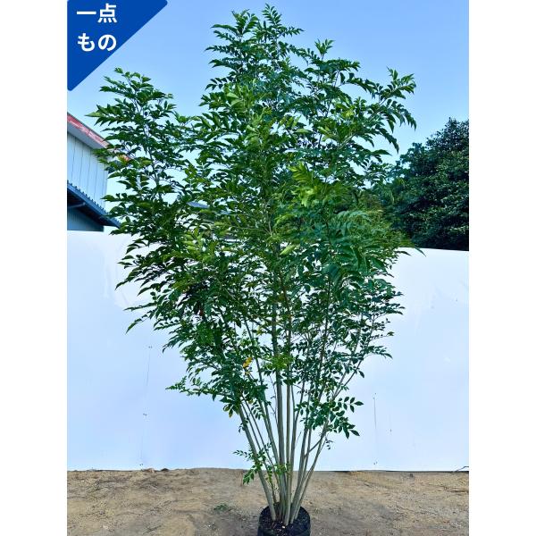 ◆送料無料（北海道・沖縄・離島地域にはお届けを行っておりません）◆現品発送（写真の商品を発送致します）シンボルツリー 庭木 シマトネリコ 常緑樹 目隠し 新築祝い お祝い 父の日 母の日