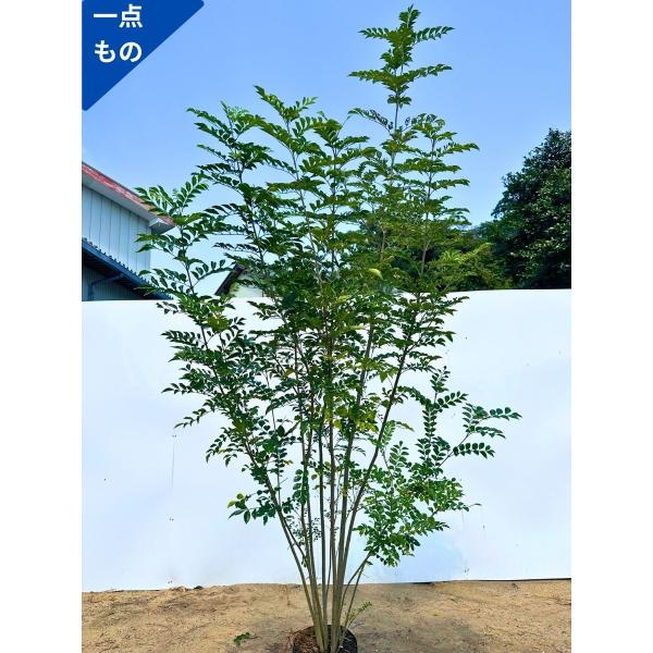 ◆送料無料（北海道・沖縄・離島地域にはお届けを行っておりません）◆現品発送（写真の商品を発送致します）シンボルツリー 庭木 シマトネリコ 常緑樹 目隠し 新築祝い お祝い 父の日 母の日