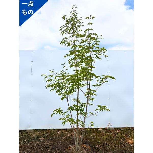 ◆送料無料（北海道・沖縄・離島地域にはお届けを行っておりません）◆現品発送（写真の商品を発送致します）シンボルツリー 庭木　アオダモ　トネリコ 新築祝い お祝い 父の日 母の日