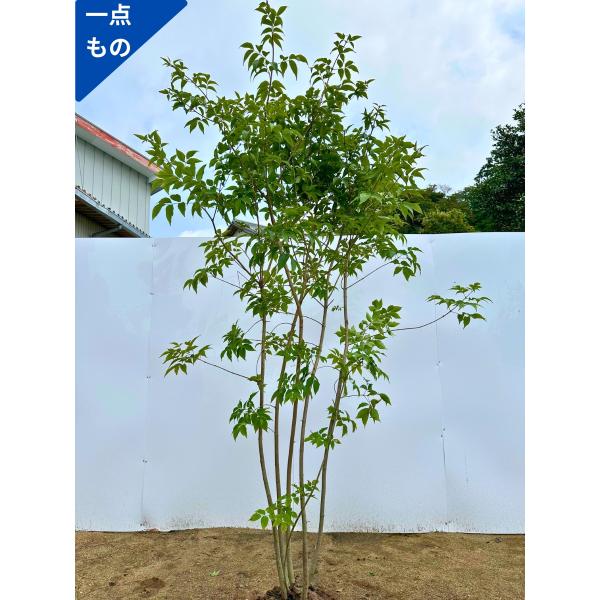 ◆送料無料（北海道・沖縄・離島地域にはお届けを行っておりません）◆現品発送（写真の商品を発送致します）シンボルツリー 庭木　アオダモ　トネリコ 新築祝い お祝い 父の日 母の日
