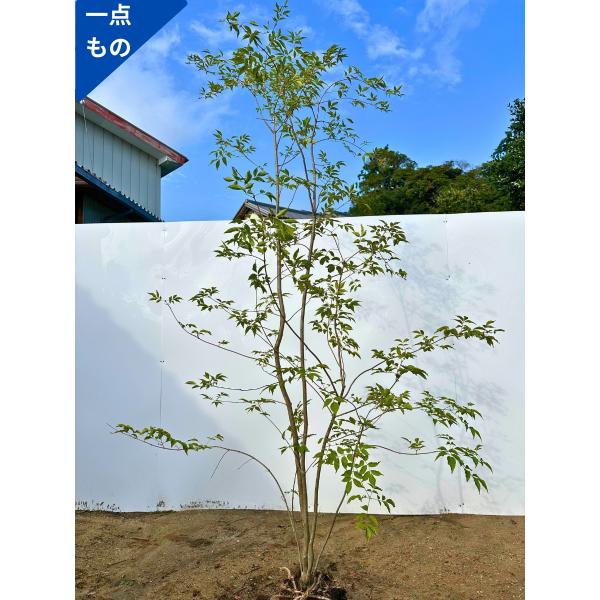 ◆送料無料（北海道・沖縄・離島地域にはお届けを行っておりません）◆現品発送（写真の商品を発送致します）シンボルツリー 庭木　アオダモ　トネリコ 新築祝い お祝い 父の日 母の日