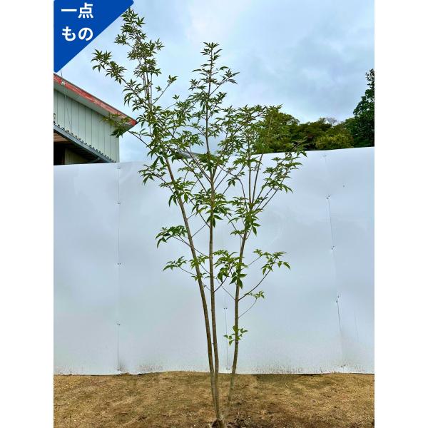 ◆送料無料（北海道・沖縄・離島地域にはお届けを行っておりません）◆現品発送（写真の商品を発送致します）シンボルツリー 庭木　アオダモ　トネリコ 新築祝い お祝い 父の日 母の日