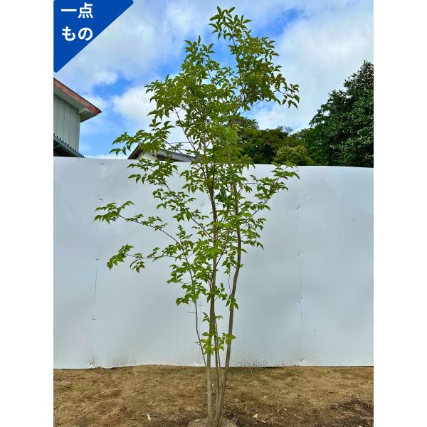 ◆送料無料（北海道・沖縄・離島地域にはお届けを行っておりません）◆現品発送（写真の商品を発送致します）シンボルツリー 庭木　アオダモ　トネリコ 新築祝い お祝い 父の日 母の日