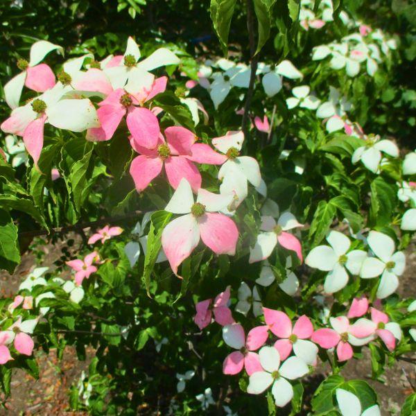 ◆送料無料（北海道・沖縄・離島の方は送料表を参照ください）◆お任せ品（写真と同等商品の発送となります）シンボルツリー 庭木　源平　ヤマボウシ 咲き分け品種  新築祝い お祝い 父の日 母の日