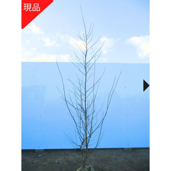 ◆送料無料（北海道・沖縄・離島の方は送料表を参照ください）◆現品発送（写真の商品を発送致します）シンボルツリー 庭木 アカバナエゴノキ ピンク花　ピンクチャイム 新築祝い お祝い 父の日 母の日