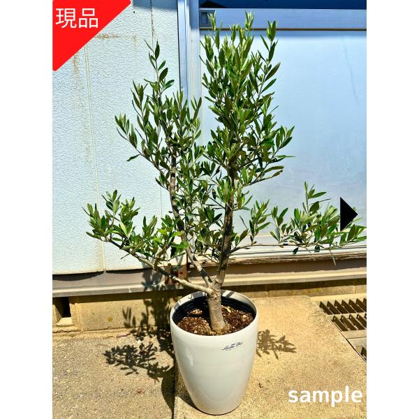 ◆送料無料（北海道・沖縄・離島地域にはお届けを行っておりません）◆現品発送（写真の商品を発送致します）シンボルツリー オリーブの木 庭木 オリーブ　オリーブの木　チプレシーノ シンボルツリー　実のなるサイズ　オリーブオイル 鉢植え 新築祝い...