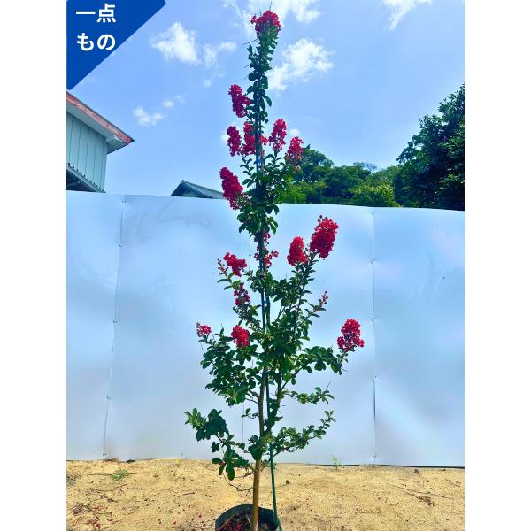 ◆送料無料（北海道・沖縄・離島の方は送料表を参照ください）◆現品発送（写真の商品を発送致します）シンボルツリー 庭木 サルスベリ　ディアルージュ　白花 落葉樹 紅葉 新築祝い お祝い 父の日 母の日