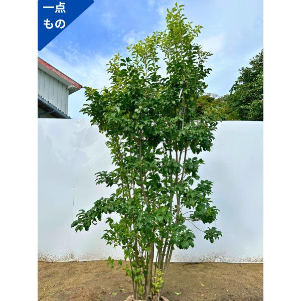 ◆送料無料（北海道・沖縄・離島地域にはお届けを行っておりません）◆現品発送（写真の商品を発送いたします）シンボルツリー　庭木 　ソヨゴ　メス　雌　常緑樹　目隠し　鉢植え　新築祝い　お祝い　父の日　母の日