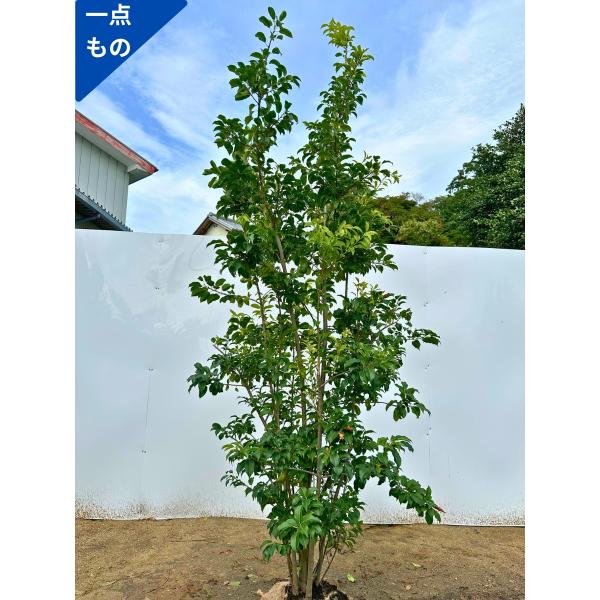 ◆送料無料（北海道・沖縄・離島地域にはお届けを行っておりません）◆現品発送（写真の商品を発送いたします）シンボルツリー　庭木 　ソヨゴ　メス　雌　常緑樹　目隠し　鉢植え　新築祝い　お祝い　父の日　母の日
