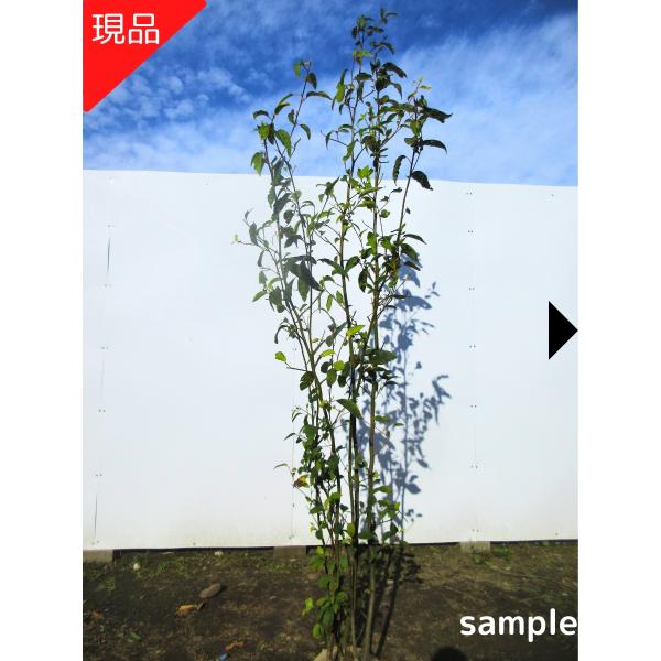 ◆送料無料（北海道・沖縄・離島の方は送料表を参照ください）◆現品発送（写真の商品を発送致します）シンボルツリー 庭木 クロモジ　黒文字 くろもじ 新築祝い お祝い 父の日 母の日
