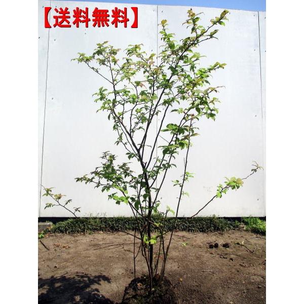 ◆樹高：１.0ｍ前後(根鉢含まず)◆送料無料（北海道・沖縄・離島地域にはお届けを行っておりません）◆お任せ品（写真と同等商品の発送となります）シンボルツリー 庭木 シンボルツリー 落葉樹 ナツハゼ 夏櫨 新築祝い お祝い 父の日 母の日
