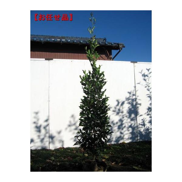 ◆樹高：　1.5m前後(根鉢含まず)◆送料無料（北海道・沖縄・離島地域にはお届けを行っておりません）◆お任せ品（写真と同等商品の発送となります）シンボルツリー 庭木本サカキホンサカキ 常緑樹 目隠し 新築祝い お祝い 父の日 母の日