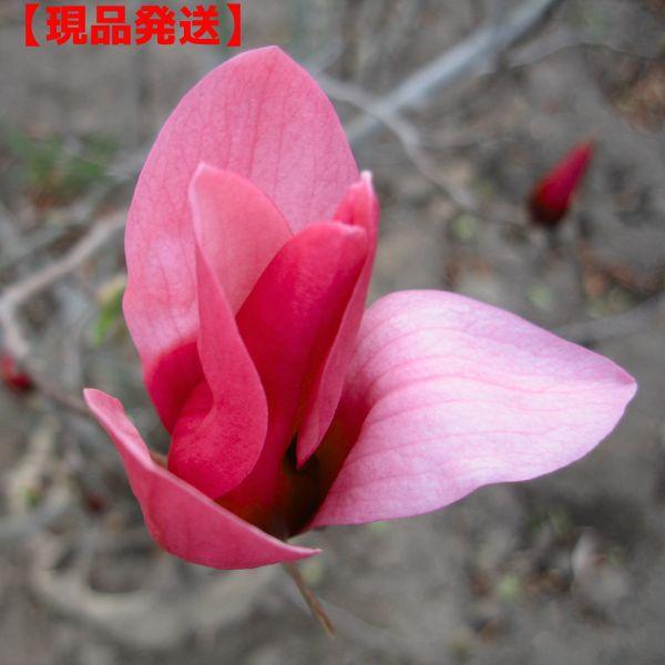 ◆送料無料（北海道・沖縄・離島の方は送料表を参照ください）◆現品発送（写真の商品を発送致します）シンボルツリー 庭木 モクレン 木蓮 バルカン 春を告げてくれる花　赤花品種 新築祝い お祝い 父の日 母の日