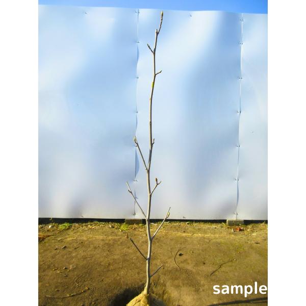 ◆送料無料（北海道・沖縄・離島の方は送料表を参照ください）◆お任せ品（写真と同等商品の発送となります）シンボルツリー 庭木 イエローバード 黄色のモクレン 木蓮 新築祝い お祝い 父の日 母の日