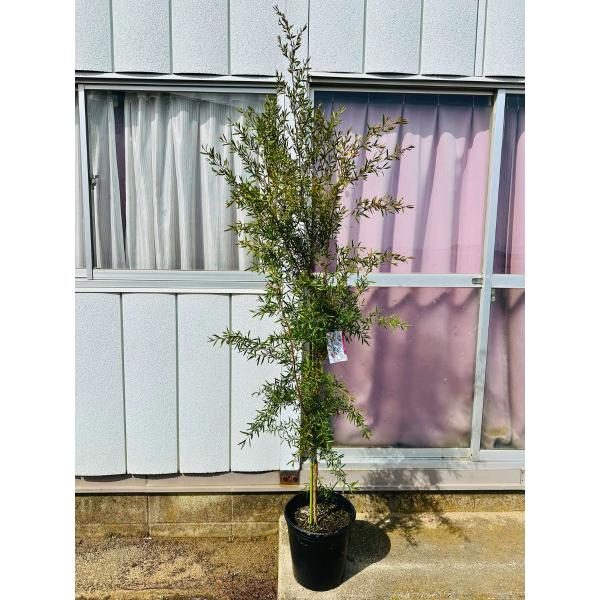 ◆送料無料（北海道・沖縄・離島地域にはお届けを行っておりません）◆9号POT苗◆商品ページ写真はサンプル画像です◆お任せ品（写真と同等商品の発送となります）レモンティーツリー レプトスペルマム　ティーツリー 常緑樹 目隠し　庭木　低木　生垣...