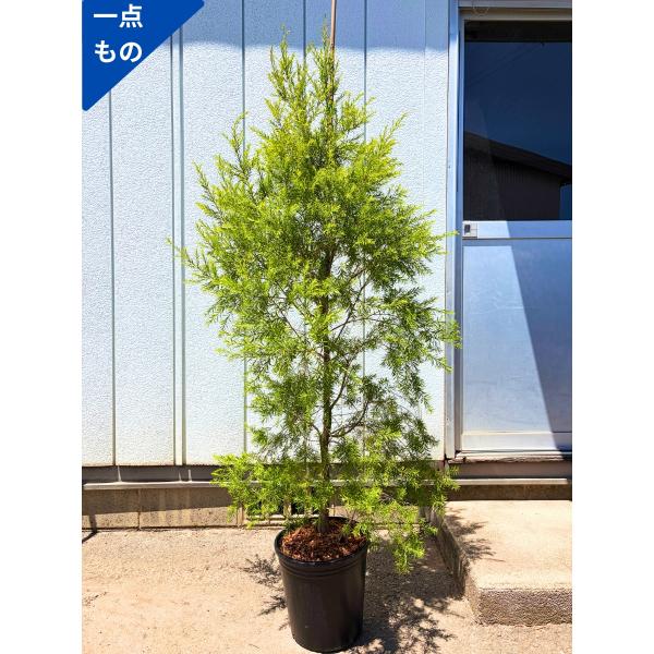 ◆9号POT苗◆全国一律【送料無料】（※北海道・沖縄・離島の方は送料表を参照ください）◆【現品発送】(※写真の商品を発送いたします)メラレウカ　レボリューションゴールド　 常緑樹 目隠し　庭木　低木　生垣　父の日 母の日