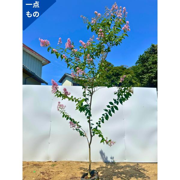 ◆送料無料（北海道・沖縄・離島の方は送料表を参照ください）◆現品発送（写真の商品を発送致します）シンボルツリー 庭木 サルスベリ 夏祭り　ナツマツリ 新築祝い お祝い 父の日 母の日