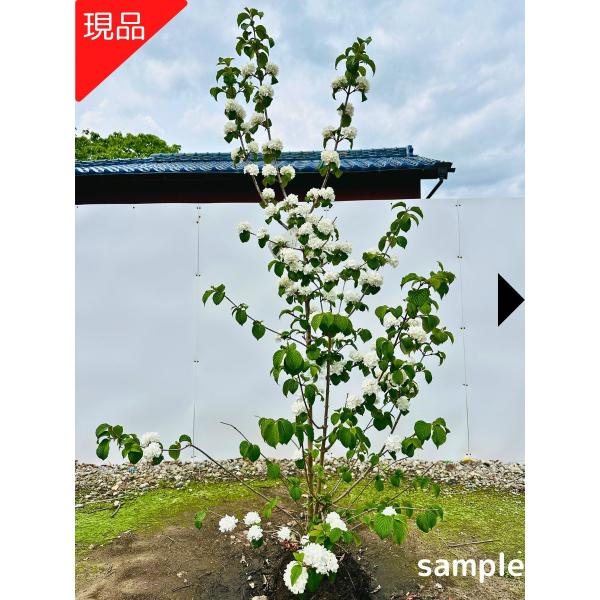 ◆送料無料（北海道・沖縄・離島の方は送料表を参照ください）◆現品発送（写真の商品を発送致します）シンボルツリー 庭木 オオデマリ 　白花 新築祝い お祝い 父の日 母の日