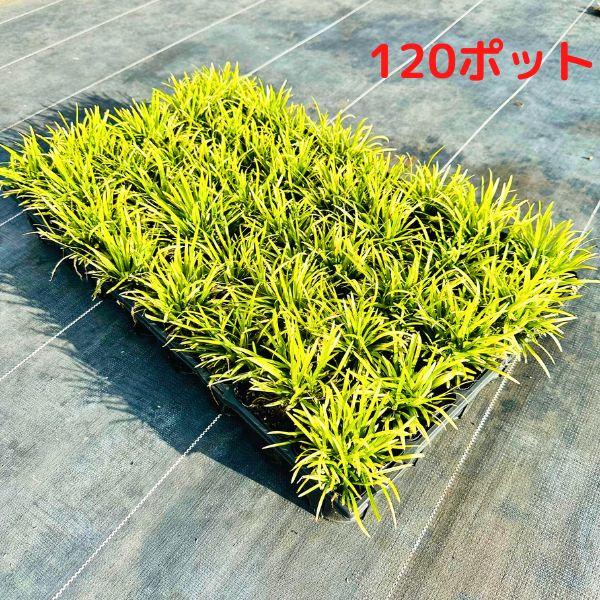 ◆ポットサイズ：　7.5cmポット◆梱包時に商品を重ねてお送りしていますが、強い植物ですので問題ありません◆送料無料（北海道・沖縄・離島地域にはお届けを行っておりません）◆お任せ品（写真と同等商品の発送となります）◆冬から春先にかけてのかぐ...