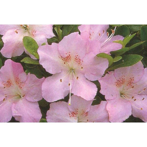 ◆樹高：　30cm前後(根鉢含む)◆送料無料（北海道・沖縄・離島地域にはお届けを行っておりません）◆お任せ品（写真と同等商品の発送となります）ツツジ（久留米ツツジ、五月ツツジ、平戸ツツジ） 常緑樹  常緑低木 目隠し 庭木 低木 生垣