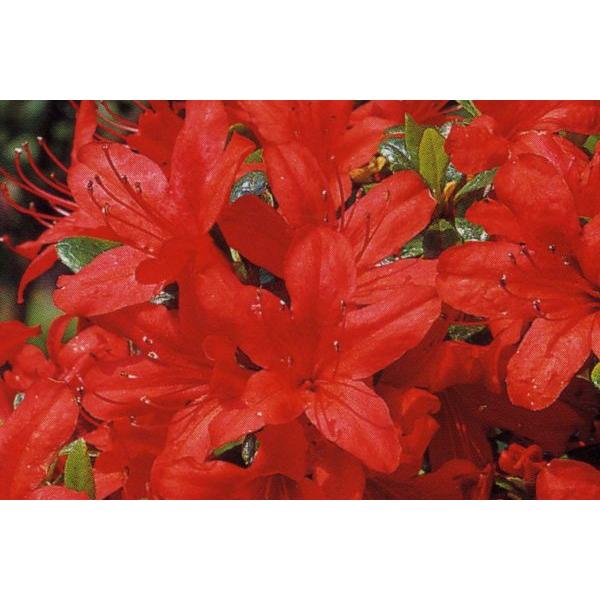 ◆樹高：　30cm前後(根鉢含む)◆送料無料（北海道・沖縄・離島地域にはお届けを行っておりません）◆お任せ品（写真と同等商品の発送となります）ツツジ（久留米ツツジ、五月ツツジ、平戸ツツジ） 常緑樹  常緑低木 目隠し 庭木 低木 生垣