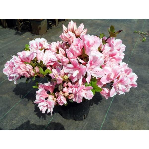 ◆樹高：　30cm前後(根鉢含む)◆送料無料（北海道・沖縄・離島地域にはお届けを行っておりません）◆お任せ品（写真と同等商品の発送となります）ツツジ（久留米ツツジ、五月ツツジ、平戸ツツジ） 常緑樹  常緑低木 目隠し 庭木 低木 生垣