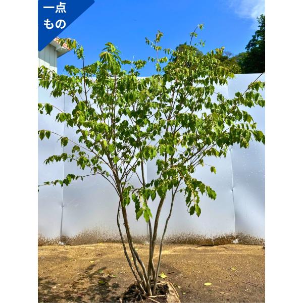 ◆送料無料（北海道・沖縄・離島地域にはお届けを行っておりません）◆現品発送（写真の商品を発送致します）シンボルツリー 庭木 ツリバナ 新築祝い お祝い 父の日 母の日