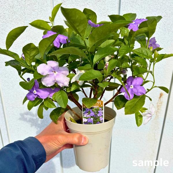 ■【送料無料】(北海道・沖縄・離島地域にはお届けを行っておりません)■4号プラ鉢■樹高３０ｃｍ（鉢底から）