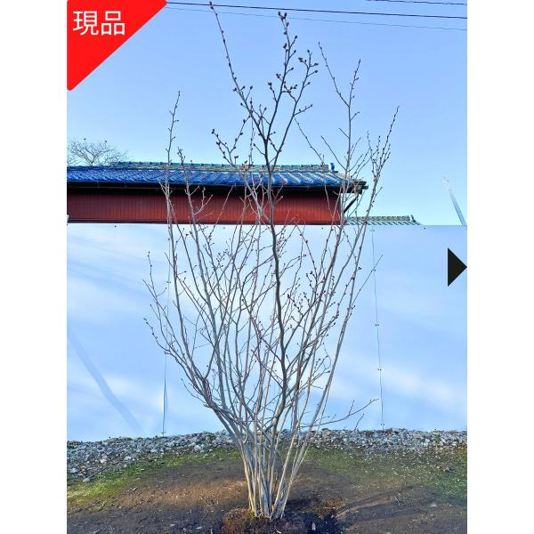 ◆送料無料（北海道・沖縄・離島の方は送料表を参照ください）◆【現品発送】写真の商品を発送します。シンボルツリー 庭木 シンボルツリー 落葉樹 土佐ミズキ トサミズキ 新築祝い お祝い 父の日 母の日