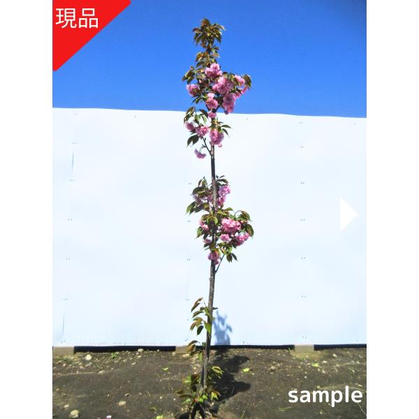 ◆送料無料（北海道・沖縄・離島地域にはお届けを行っておりません）◆現品発送（写真の商品を発送いたします）◆商品ページ１枚目はサンプル画像ですシンボルツリー ボタンザクラ　八重桜　ヤエザクラ 桜の苗木 サクラの苗木 さくらの苗木 落葉樹