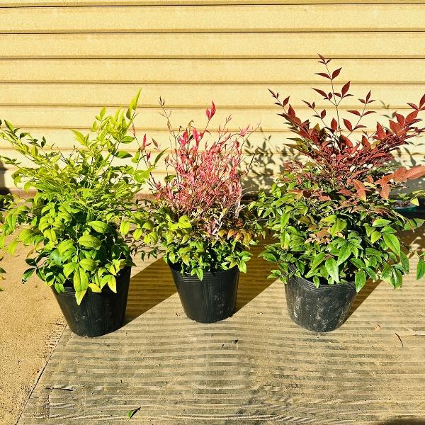 ◆送料無料（北海道・沖縄・離島地域にはお届けを行っておりません）◆お任せ品（写真と同等商品の発送となります）◆日本の南天とは違い、背丈も70cm〜80cmくらいまでと大きくなりません。◆葉が密で紅葉が大変美しいのが特徴です。◆＜3本のセット...