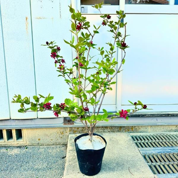 ◆送料無料（北海道・沖縄・離島の方は送料表を参照ください）◆おまかせ品（写真の商品と同等品を発送致します）シンボルツリー　クロバナロウバイ　カリカンサス　ハートレッジワイン　クロロウバイ