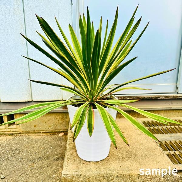 ◆大変強い品種で耐寒性・耐熱性に強く地植えでも育てることができます◆１０号◆送料無料（北海道・沖縄・離島地域にはお届けを行っておりません）◆商品ページ写真はサンプル画像です◆お任せ品（写真と同等商品の発送となります）ユッカ ゴールデンソード 　