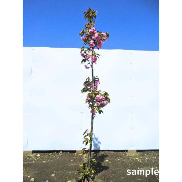 ◆送料無料（北海道・沖縄・離島地域にはお届けを行っておりません）◆お任せ品（写真と同等商品の発送となります）◆商品ページ写真はサンプル画像ですシンボルツリー ボタンザクラ　八重桜　ヤエザクラ 桜の苗木 サクラの苗木 さくらの苗木 落葉樹