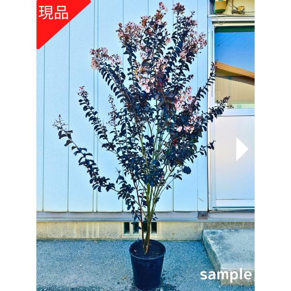 ◆送料無料（北海道・沖縄・離島地域にはお届けを行っておりません）◆おまかせ品（写真の商品と同等品を発送いたします）シンボルツリー 庭木 サルスベリ 銅葉　赤花 新築祝い お祝い 父の日 母の日