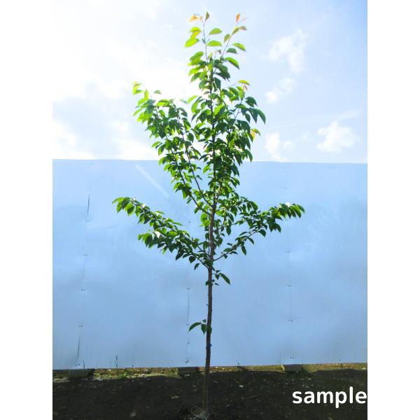 ◆送料無料（北海道・沖縄・離島地域にはお届けを行っておりません）◆おまかせ品（写真の商品と同等品を発送いたします）◆商品ページ１枚目はサンプル画像ですシンボルツリー ジンダイアケボノザクラの木 ソメイヨシノ 染井吉野 桜の苗木 サクラの苗木...