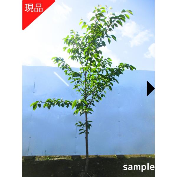 ◆送料無料（北海道・沖縄・離島地域にはお届けを行っておりません）◆現品発送（写真の商品を発送いたします）◆商品ページ１枚目はサンプル画像ですシンボルツリー ジンダイアケボノザクラの木 ソメイヨシノ 染井吉野 桜の苗木 サクラの苗木 さくらの...