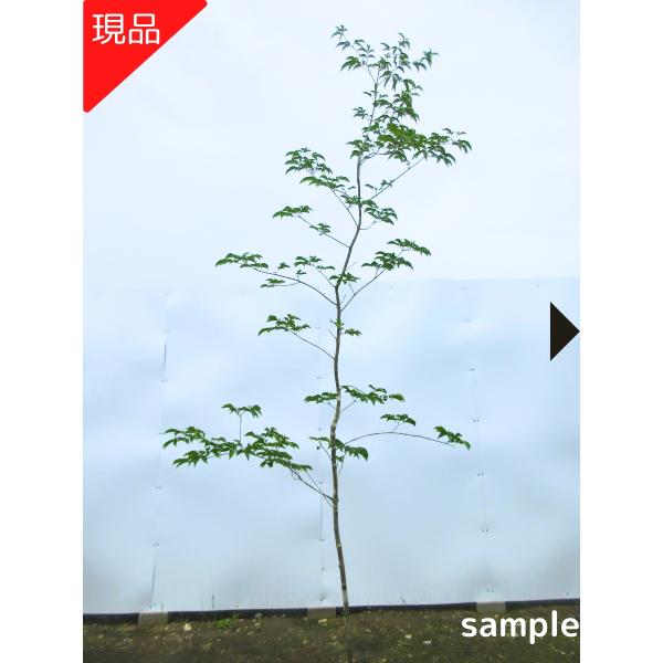 ◆送料無料（北海道・沖縄・離島の方は送料表を参照ください）◆現品発送（写真の商品を発送致します）◆商品ページ１枚目はサンプル画像ですシンボルツリー 庭木　アオダモ　トネリコ 新築祝い お祝い 父の日 母の日