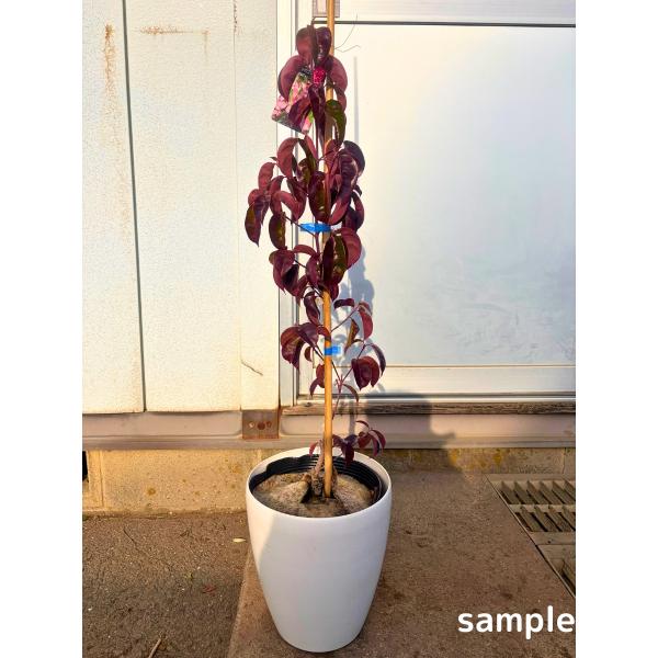 ◆7号◆送料無料（北海道・沖縄・離島地域にはお届けを行っておりません）◆商品ページ写真はサンプル画像です◆お任せ品（写真と同等商品の発送となります）庭木　常緑やまぼうし 常緑ヤマボウシ レッドムーン　植木　黄金　常緑樹 目隠し 新築祝い お...