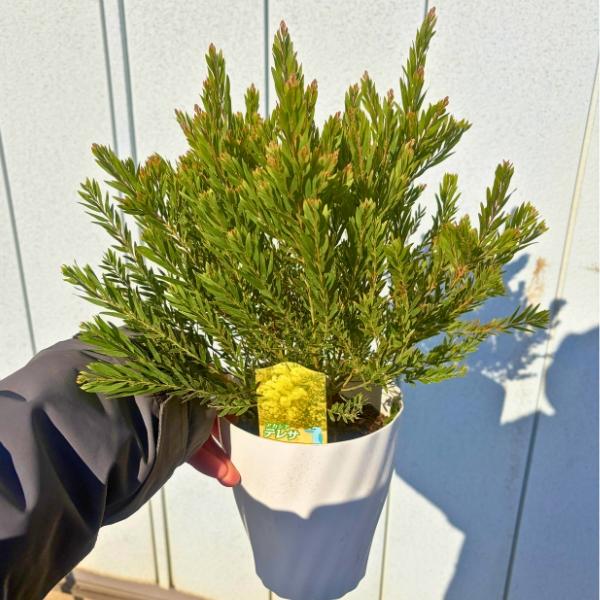 ◆お任せ品（写真の商品と同等品を発送致します）</B><BR>◆5号鉢でのお届けとなります<BR>◆北海道・沖縄・離島地域にはお届けを行っておりません<BR>◆花や花芽はないものとお考え下さい...