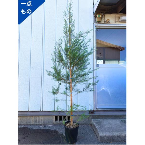 ◆送料無料（北海道・沖縄・離島地域にはお届けを行っておりません）◆現品発送（写真の商品を発送いたします）※水切れに弱い植物です【鉢植えの場合】土の表面が乾いてきたら鉢底から水が出るまで水をあげる【地植えの場合】土の表面が乾いてきたら水鉢に水...