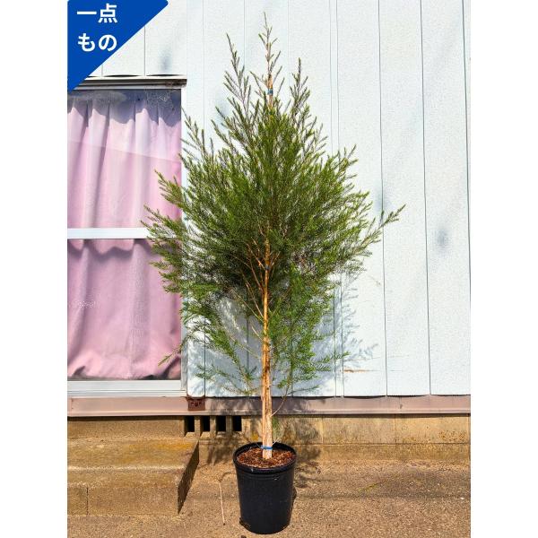 ◆送料無料（北海道・沖縄・離島地域にはお届けを行っておりません）◆現品発送（写真の商品を発送いたします）※水切れに弱い植物です【鉢植えの場合】土の表面が乾いてきたら鉢底から水が出るまで水をあげる【地植えの場合】土の表面が乾いてきたら水鉢に水...