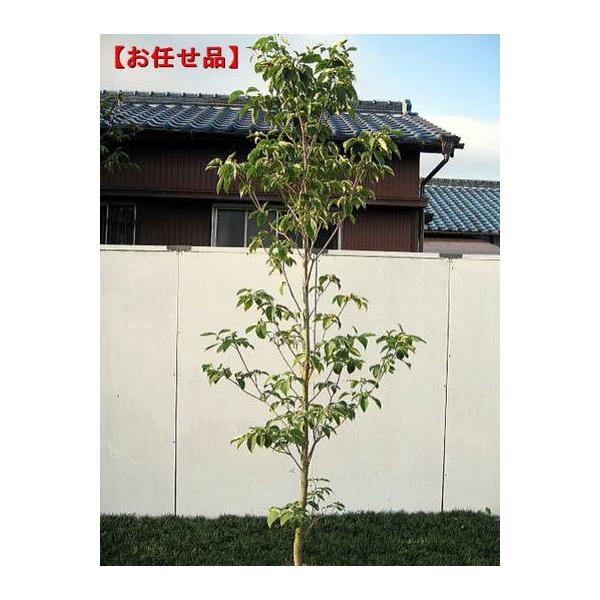 ◆樹高：　2.0m以上(根鉢含まず)◆送料無料（北海道・沖縄・離島地域にはお届けを行っておりません）◆お任せ品（写真と同等商品の発送となります）ハナミズキ シンボルツリー 白花 庭木 落葉高木　