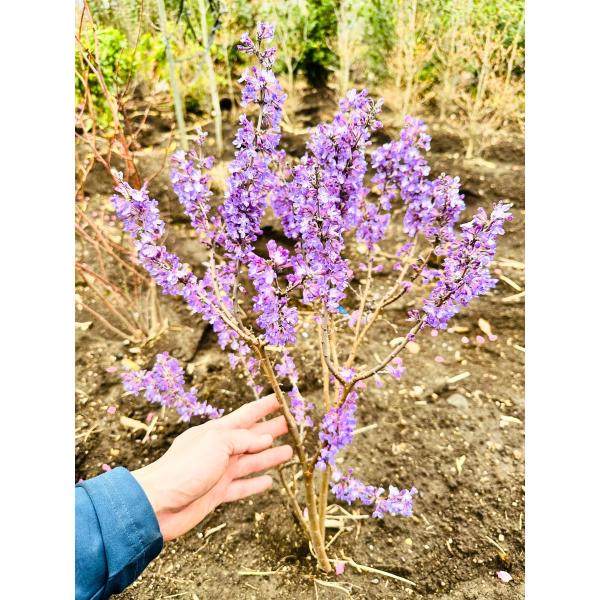 ◆樹高：　６０ｃｍ前後(鉢底から)◆送料無料（北海道・沖縄・離島地域にはお届けを行っておりません）◆商品ページ写真はサンプル画像です◆お任せ品（写真と同等商品の発送となります）庭木　長寿桜 チョウジュザクラ　チョウジザクラ　新築祝い お祝い...