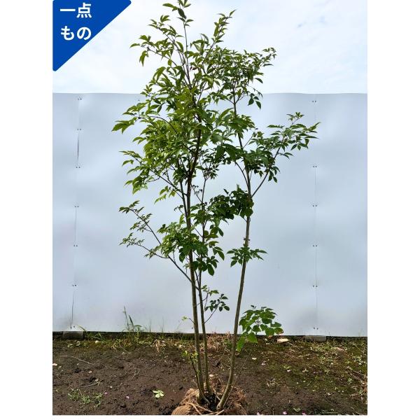 ◆送料無料（北海道・沖縄・離島地域にはお届けを行っておりません）◆現品発送（写真の商品を発送致します）シンボルツリー 庭木　アオダモ　トネリコ 新築祝い お祝い 父の日 母の日