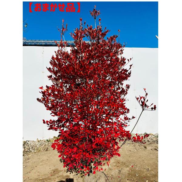 ◆樹高：　1.5m以上(根鉢含まず)◆白花◆送料無料（北海道・沖縄・離島の方は送料表を参照ください）◆お任せ品（写真と同等商品の発送となります）◆落葉樹庭木 ドウダンツツジ 満天星躑躅　紅葉　白花　落葉樹　新築祝い お祝い 父の日 母の日