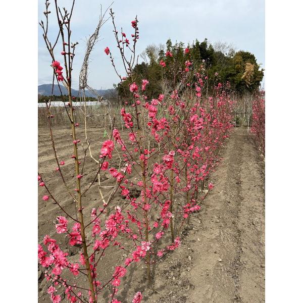 ◆送料無料（北海道・沖縄・離島地域にはお届けを行っておりません）◆お任せ品（写真と同等商品の発送となります）◆商品ページ写真はサンプル画像ですシンボルツリー 庭木 ハナモモ 矢口桃　咲き分け 新築祝い お祝い 父の日 母の日